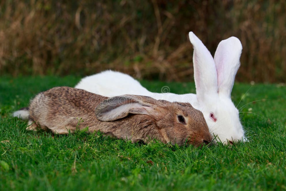 Two rabbits on a green stock photo. Image of ears, outdoors - 85689068