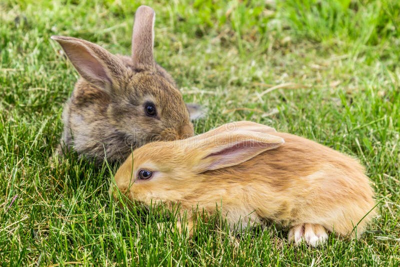 Rabbit is lying on grass stock photo. Image of herbivore - 121836784