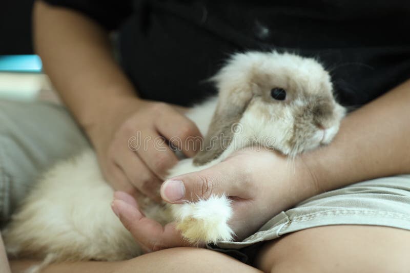 Cute Young Rabbit stock image. Image of lifestyles, hygiene - 336114657