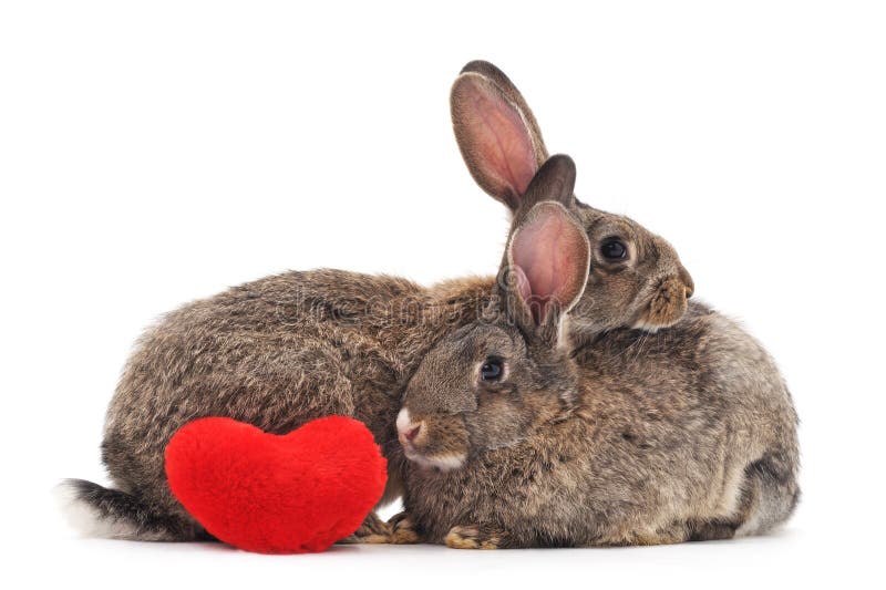 Two rabbits with heart. stock photo. Image of domestic - 108148480