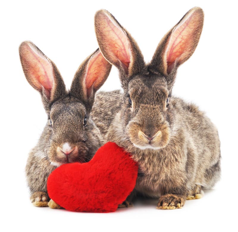 4,455 Two Rabbits Stock Photos - Free & Royalty-Free Stock Photos from ...