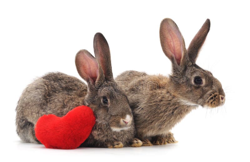 Two rabbits with heart. stock photo. Image of domestic - 108148480
