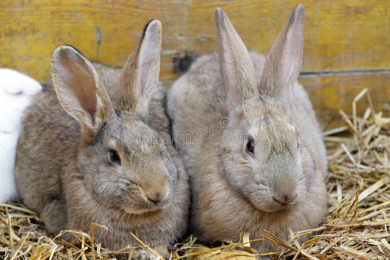 Two Rabbits Heat Up Squatting on the Straw Stock Image - Image of ...