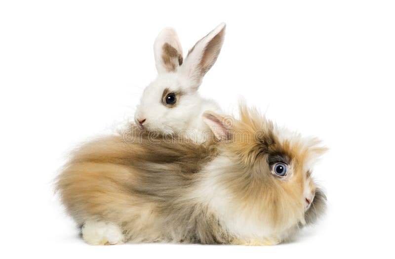 Two rabbits stock image. Image of isolated, shot, companionship - 46871601