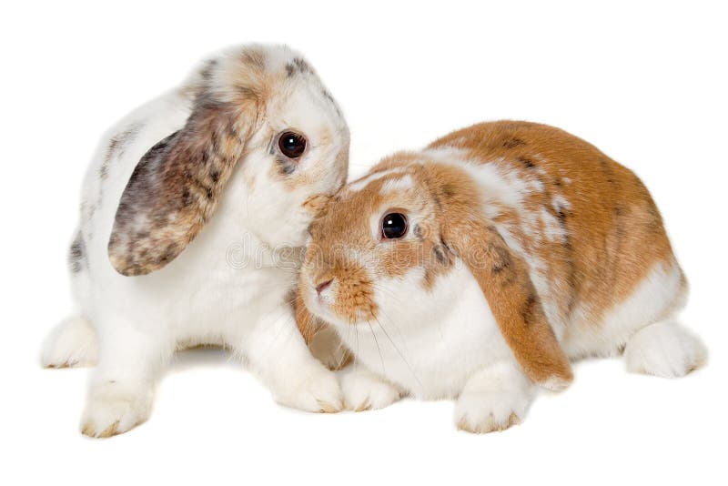 Two Rabbits Isolated on a White Background Stock Photo - Image of ...