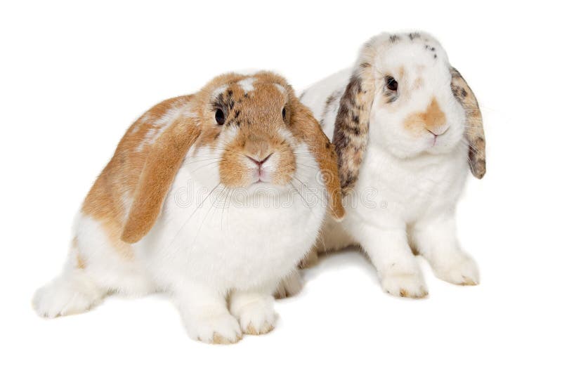 Two Cute Fluffy Easter Bunnies Stock Photo - Image of animal, easter ...