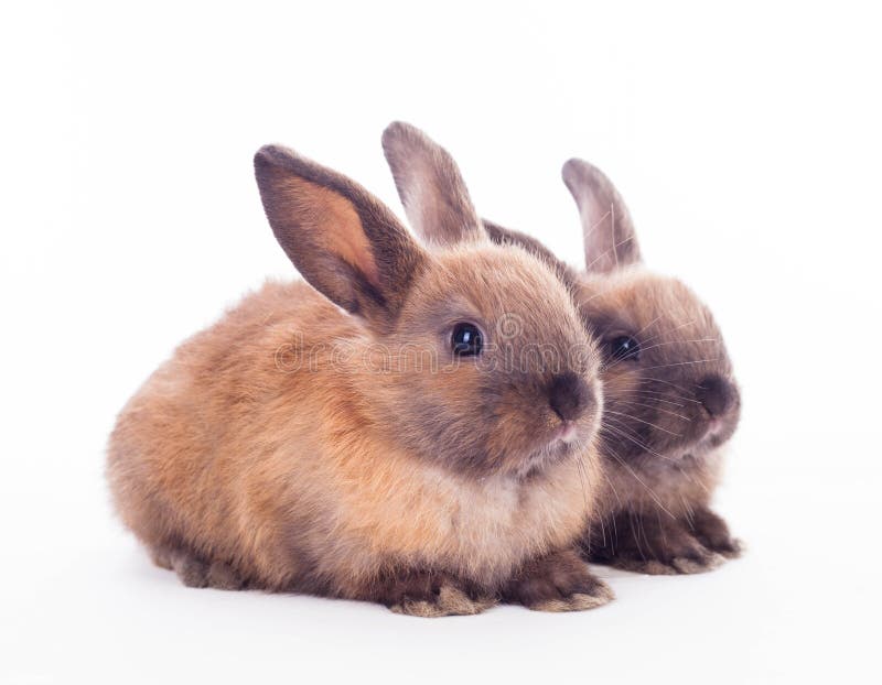 Two Bunny Cuddling Together Stock Photos - Free & Royalty-Free Stock ...