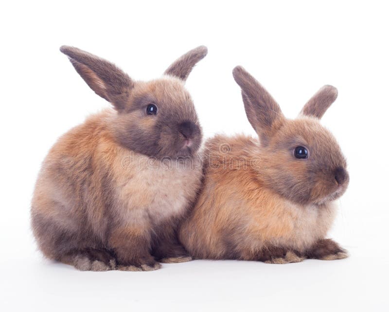 Cuddling Bunny Images - Download 182 Royalty Free Photos - Page 2
