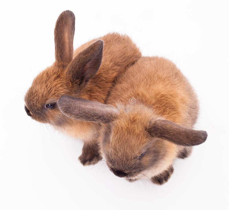 Two Rabbits Isolated on the White. Stock Photo - Image of huddle, furry ...