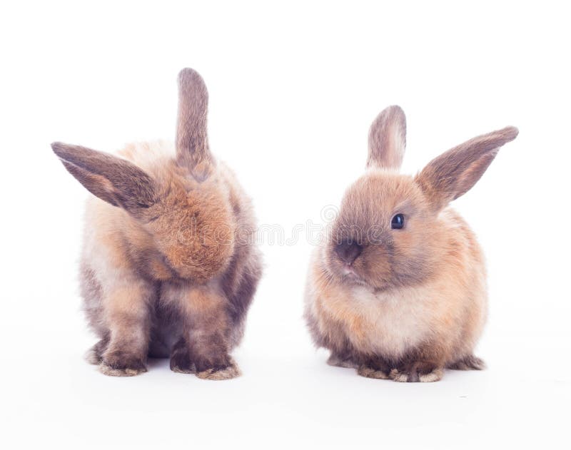 Two Young Baby Rabbits Isolated on Stock Image - Image of isolated ...