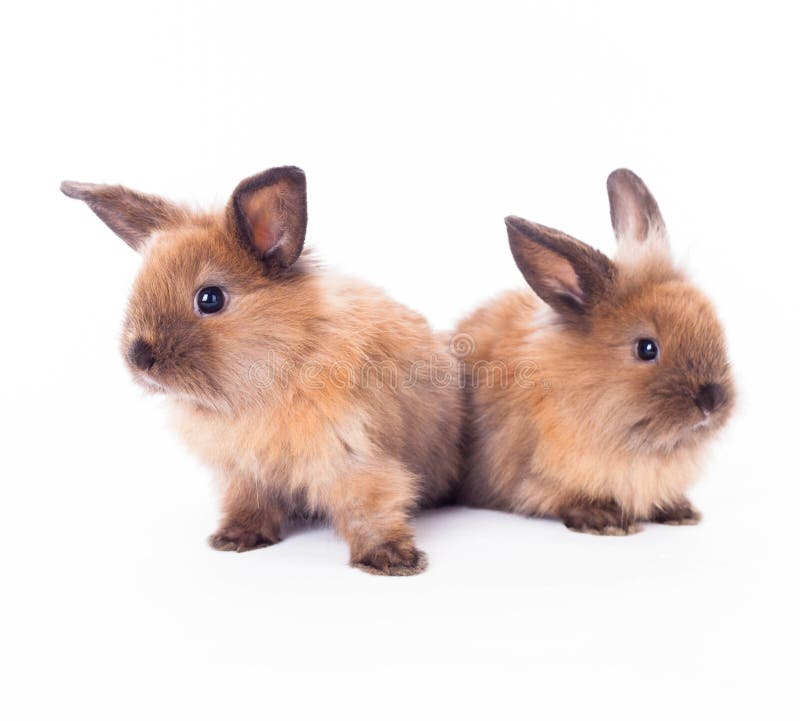 Two Rabbits Isolated on the White. Stock Photo - Image of creature ...