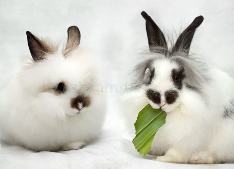 Two rabbits stock image. Image of bunny, funny, couple - 5447047