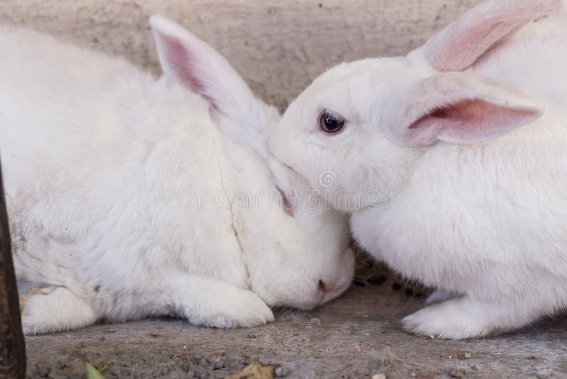 Two Rabbits Lying Close Together. Stock Photo - Image of bunny, little ...