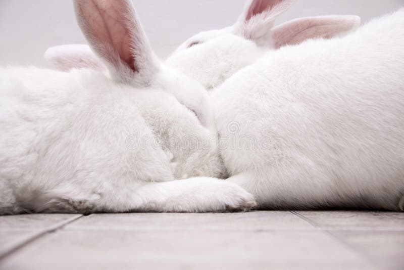 Two Rabbits Lying Close Together. Stock Photo - Image of black, playing ...