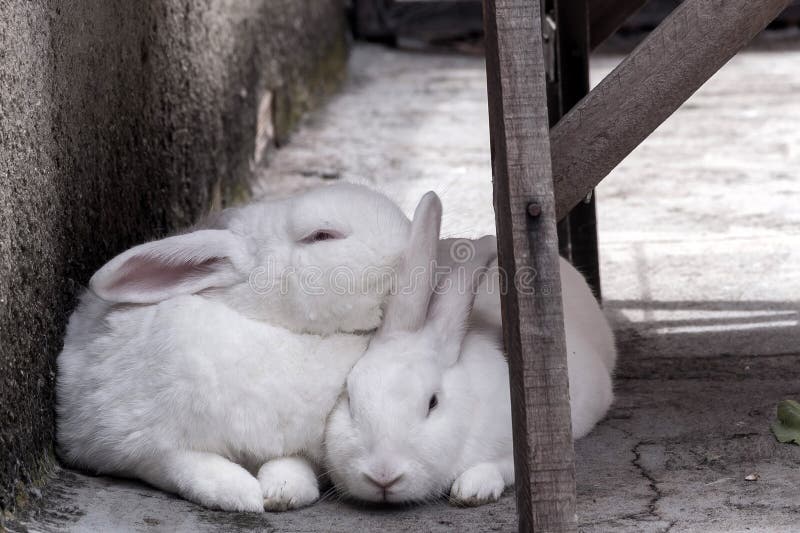 Two Rabbits Lying Together on the Concrete Floor of the Backyard. Stock ...