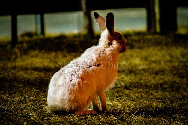 Rabbit in Open Grass Field at Night Stock Image - Image of field, next ...