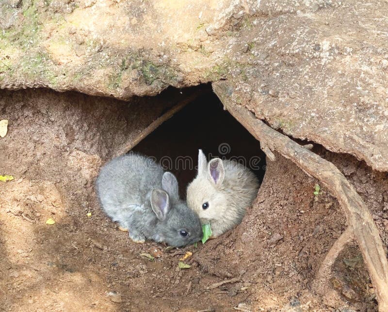 Two Rabbits (Oryctolagus Cuniculus) Eating a Leaf Outside the Tree Hole ...