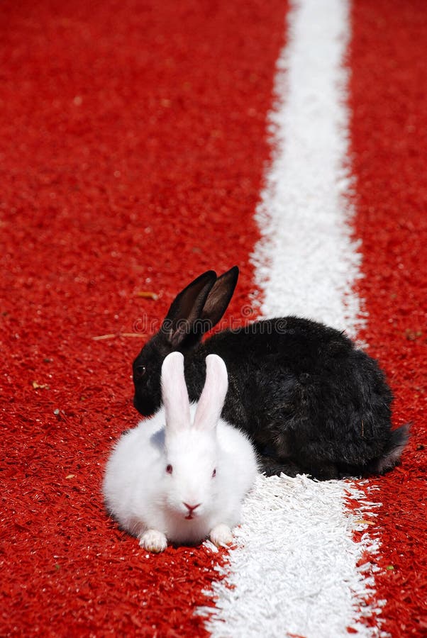 White Rabbit on a Racetrack Stock Image - Image of white, race: 6069775