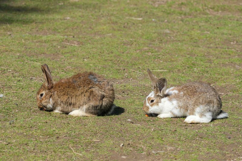 Two Rabbits Resting on Grass in Sunlight Stock Image - Image of daytime ...