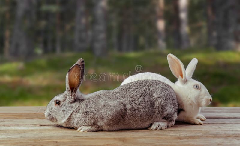 Two Rabbits Sit on a Wooden Table Stock Photo - Image of beautiful ...