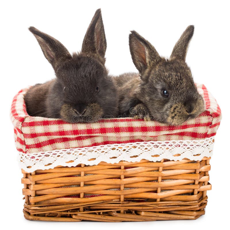 Two Rabbits Sitting in Basket Stock Photo - Image of studio, basket ...