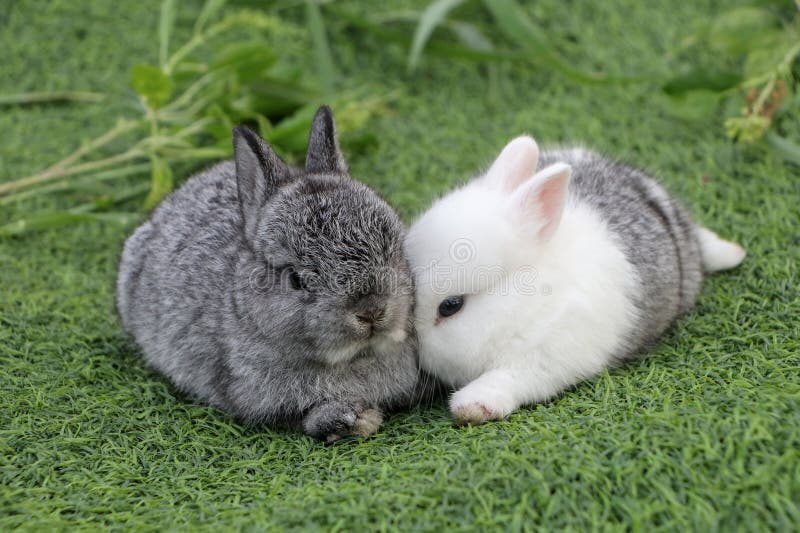 Baby Rabbits are Having Fun in the Grass Stock Image - Image of furry ...