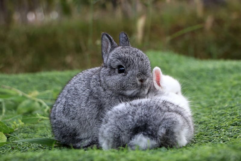 Baby Rabbits are Having Fun in the Grass Stock Image - Image of furry ...