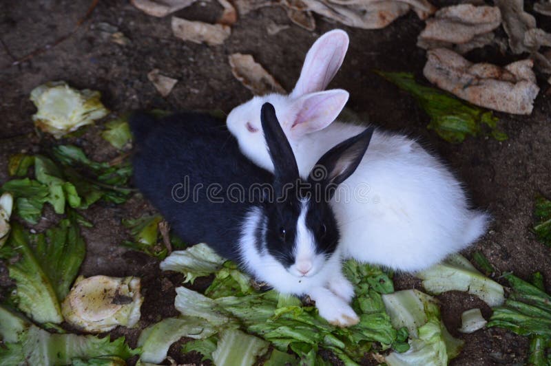 Two Rabbits Sitting on the Ground Stock Image - Image of whiskers ...