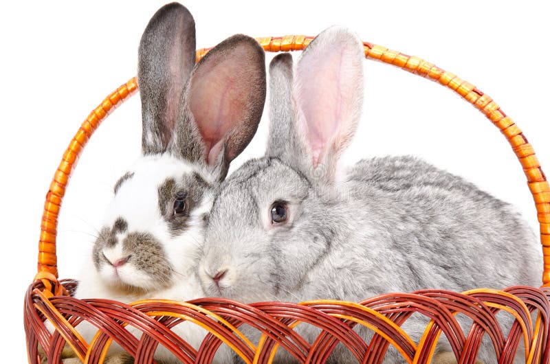 Two Rabbits Sitting Together Stock Image - Image of baby, beautiful ...