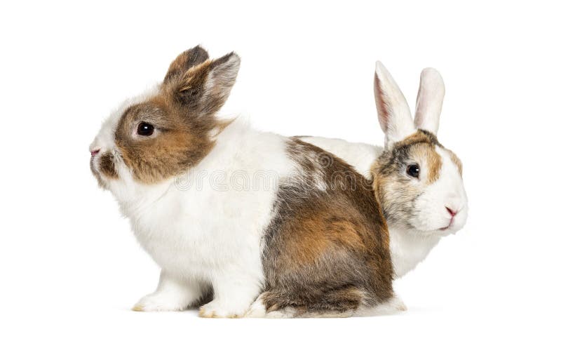 Two Rabbits Together, One Groomed and the Other One Laughing Stock ...