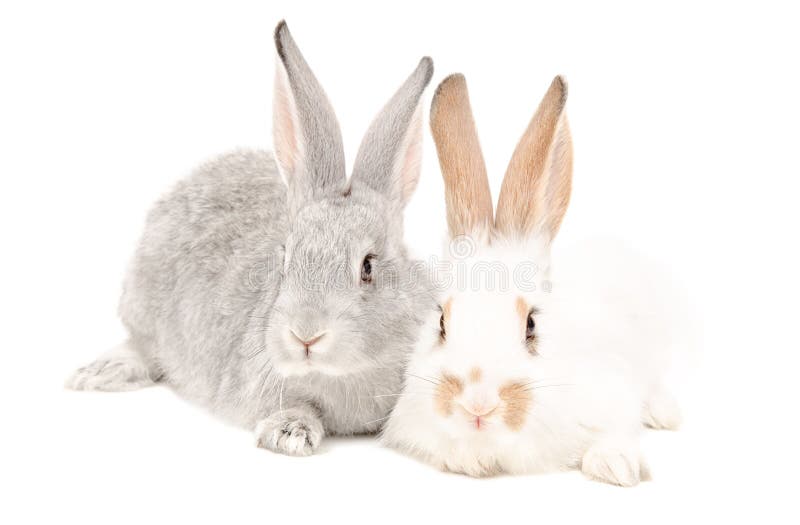 4,308 Two Rabbits Stock Photos - Free & Royalty-Free Stock Photos from ...