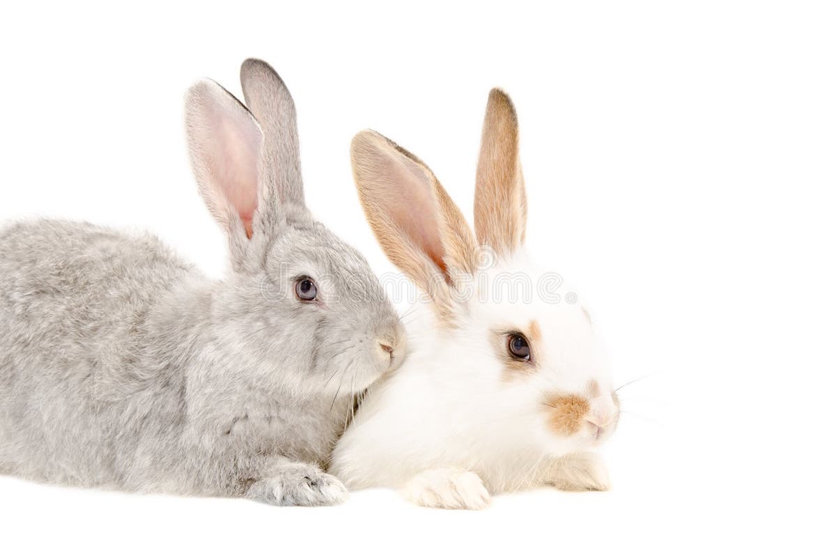13,860 Two Animals Together Stock Photos - Free & Royalty-Free Stock ...