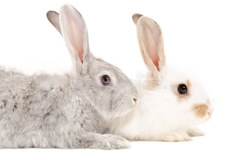 Two rabbits stock photo. Image of little, child, background - 47824480