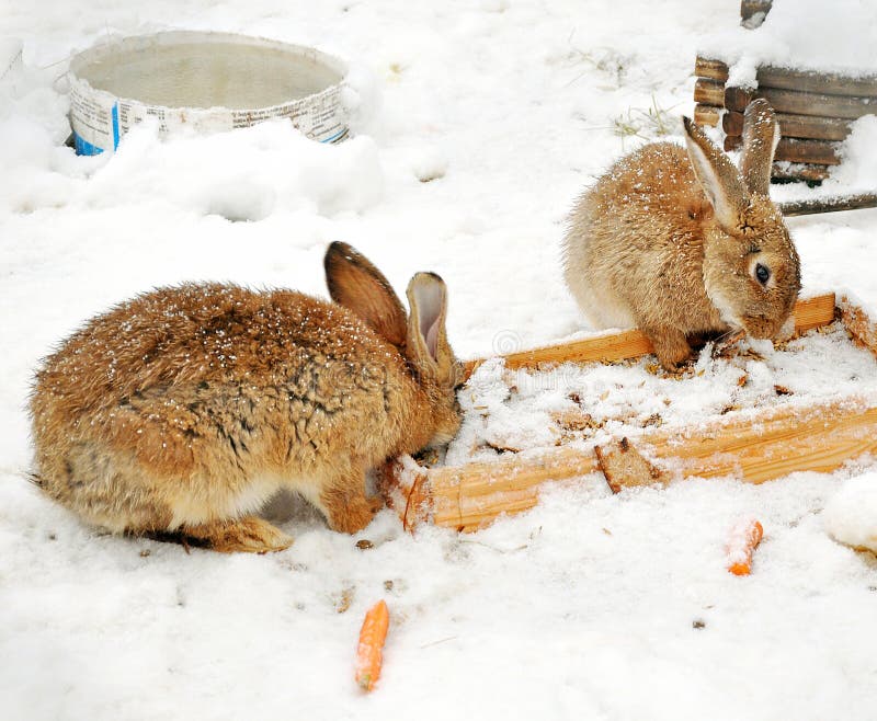 Two rabbits in the snow stock image. Image of gray, hare - 35820863