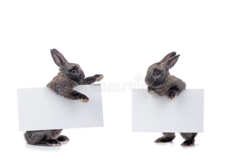 Two Rabbits Talk about the Approach of Easter Stock Photo - Image of ...