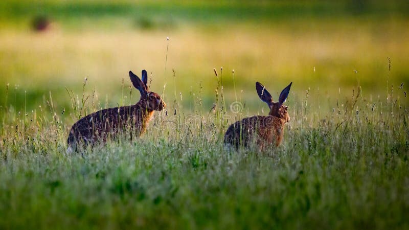 Two Rabbits Standing in the Middle of Some Tall Grass at the Field ...