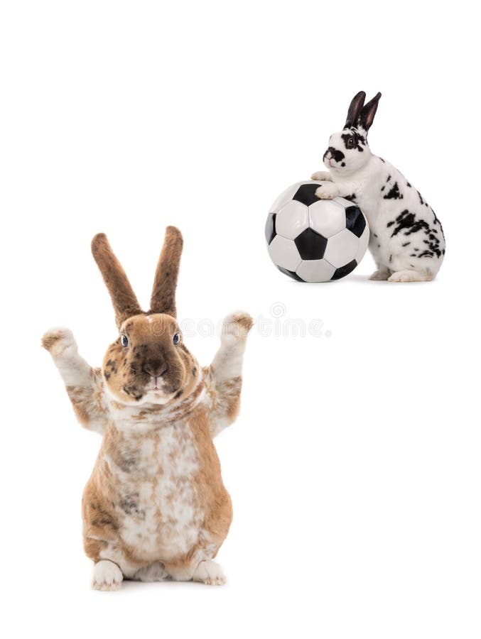 127 Football Rabbit Stock Photos - Free & Royalty-Free Stock Photos ...