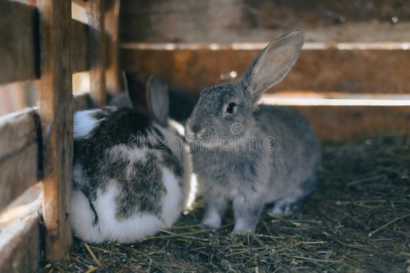 The Two Rabbits are Together in the Hut Together on Hay Stock Image ...