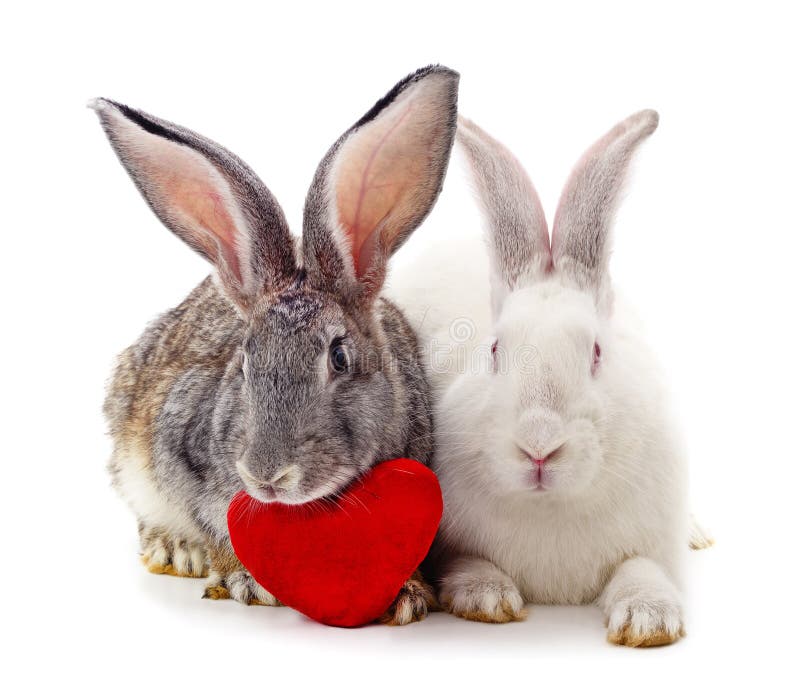 Two rabbits with toy heart stock image. Image of background - 149648153
