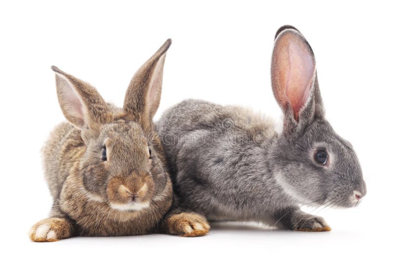 Two rabbits. stock photo. Image of beauty, cute, bunny - 101375302