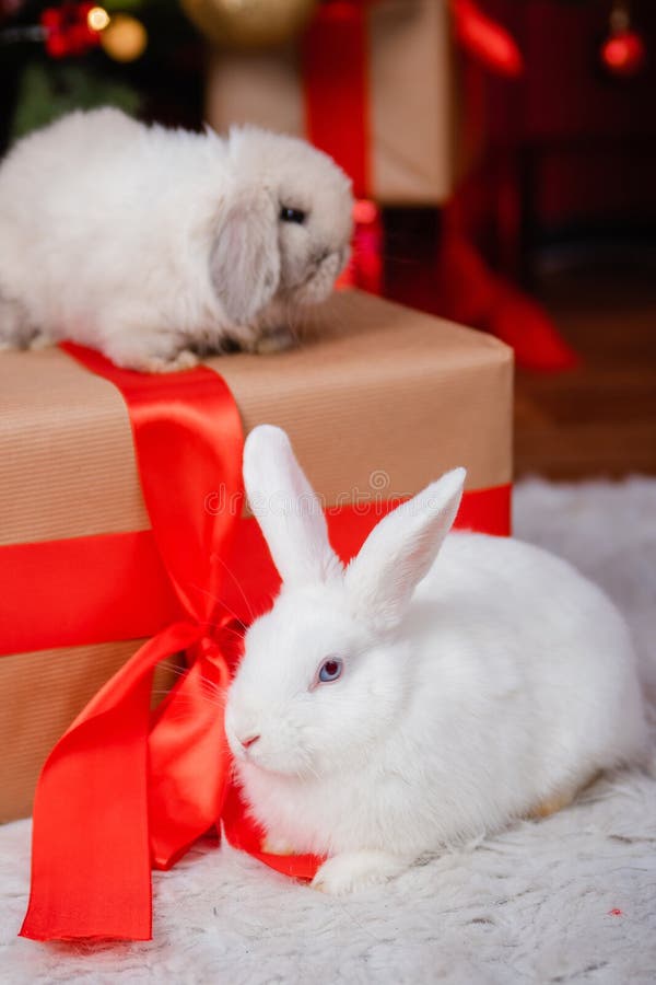 280 Albino Chinese Stock Photos - Free & Royalty-Free Stock Photos from ...