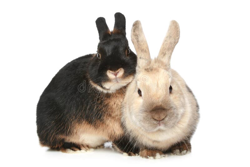 Rabbit stock image. Image of shot, fine, fluffy, family - 4990983