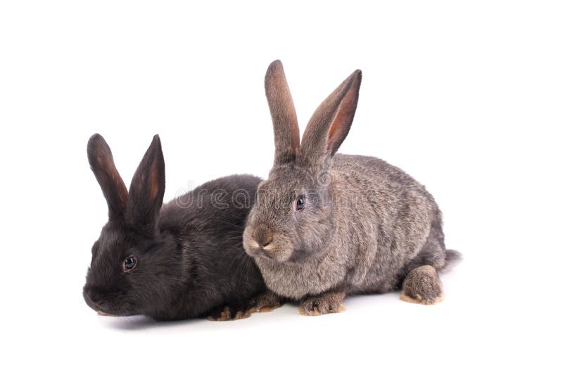 4,308 Two Rabbits Stock Photos - Free & Royalty-Free Stock Photos from ...
