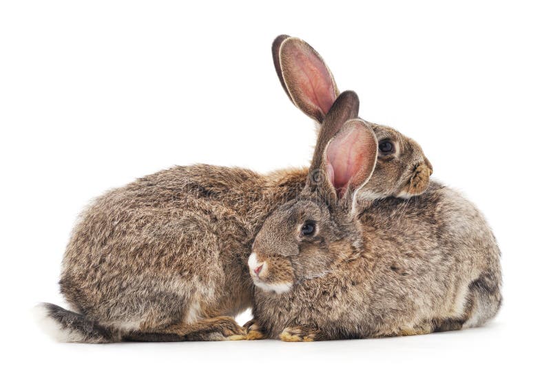Two bunny rabbits. stock photo. Image of brown, cute - 87468388