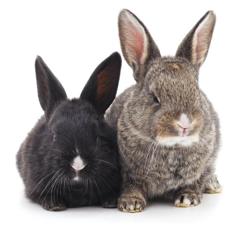 Four rabbits stock photo. Image of front, background - 27269658