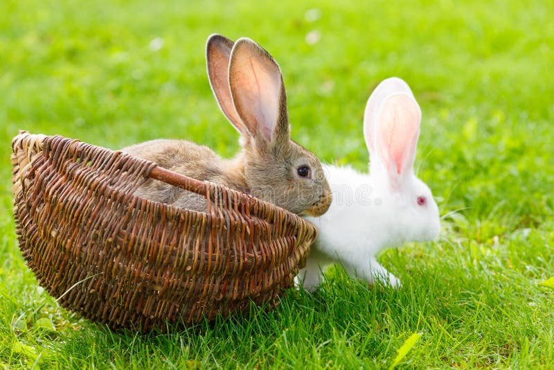 Bunny in Basket stock photo. Image of animal, whiskers - 13023760
