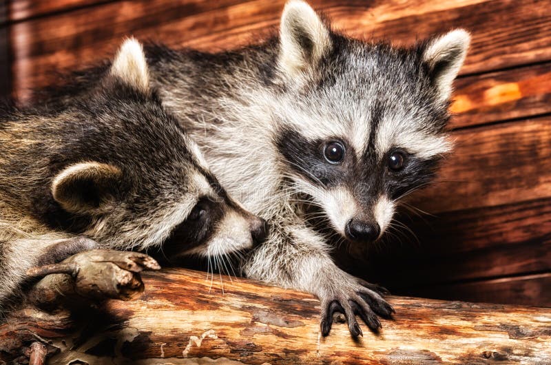 Two raccoon stock image. Image of forest, front, frolicsome - 61901387