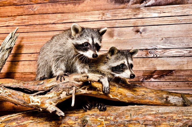 Two raccoon stock image. Image of curious, game, camera - 58208155