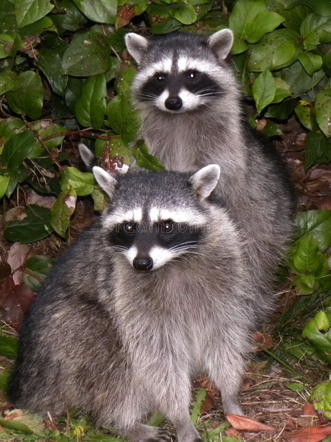 Raccoons stock photo. Image of wildlife, bandits, friently - 4796132