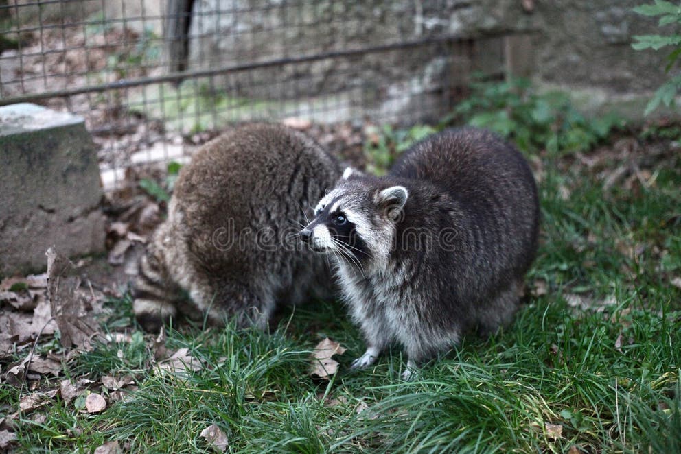 Two raccoons stock image. Image of racoons, autumn, longhaired - 81135363